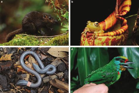 Examples Of Species Endemic To Malaysian Cloud Forests A The