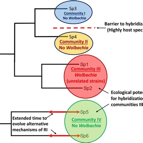 conceptual diagram outlining the “contact contingency” hypothesis