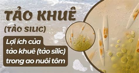 Tảo Khuê Tảo Silic Là Gì Lợi ích Của Tảo Khuê Trong Ao Nuôi Tôm Labvn