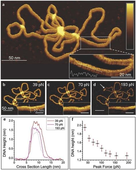 Double Helix Corrugation And Height Of A Dna Plasmid In Afm Topography