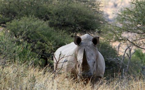 Values Blog Rhino