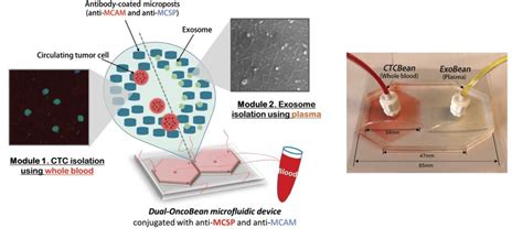 Dual Isolation Of Ctcs And Cancer Derived Exosomes Ufluidix