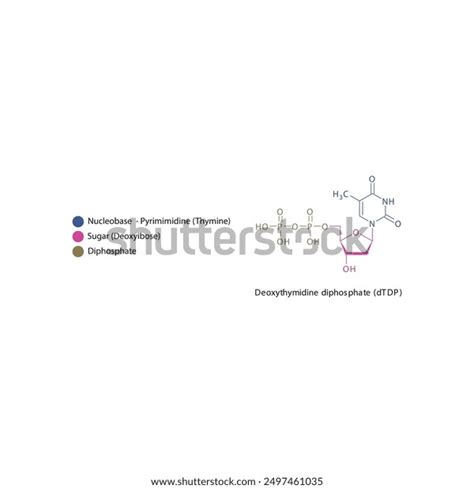 Deoxythymidine Diphosphate Dtdp Skeletal Structure Schematic Stock Vector Royalty Free