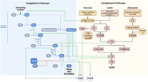 Complement And Coagulation System Crosstalk In Synaptic And Neural Conduction In The Central And