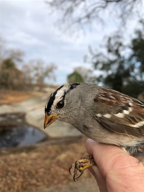 Creature Feature Golden Crowned Sparrow