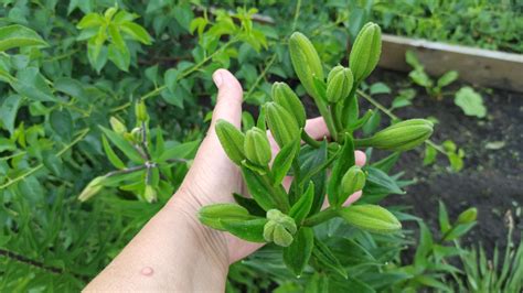 Хотите пышного цветения лилий НАЧНИТЕ С ПРАВИЛЬНОЙ ПОСАДКИ Все СЕКРЕТЫ и ХИТРОСТИ посадки