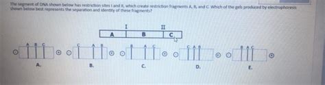 Solved The Segment Of Dna Shown Below Has Restriction Sites