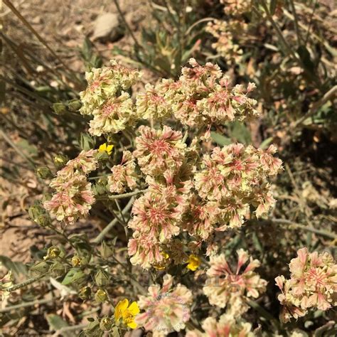 Parsnipflower Buckwheat Eriogonum Heracleoides