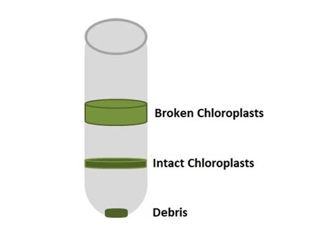 Chloroplast Isolation Kit Ab234623 Abcam
