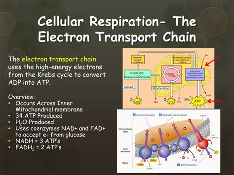 Which Is An Energy Conversion That Occurs During Cellular Respiration