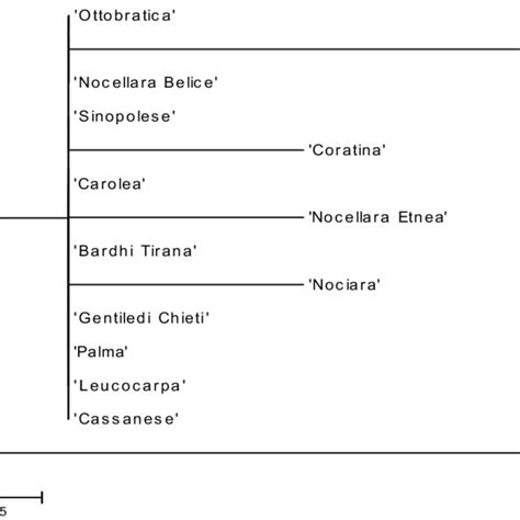 Steps Of The Rapd Technique Download Scientific Diagram