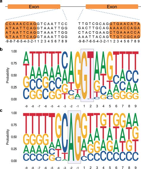 schematic representation of donor and acceptor sites within the fix download scientific diagram