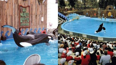 “liberen A Willy” La Película Protagonizada Por Keiko La Famosa