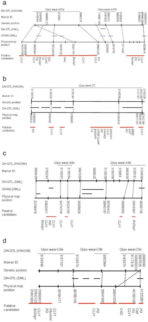 Qtl Detected With Linkage Whole Average Genome Interval Mapping Wgaim