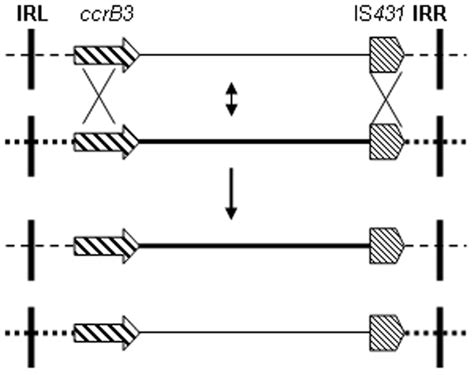 Inverse Polymerase Chain Reaction Plos One