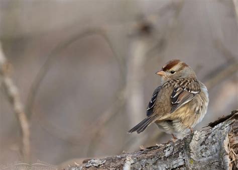 Immature White Crowned Sparrow At Sequoyah Nwr Mia Mcphersons On The
