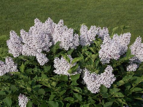 Miss Kim Dwarf Lilac