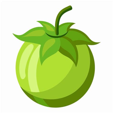 Tomatillo Slice Vectors And Illustrations For Free Download