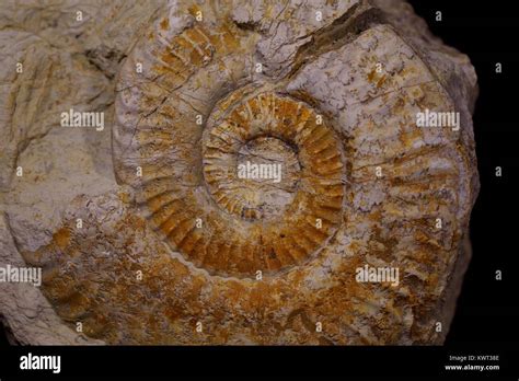 Ammonite Fossil Extinct Cephalopod Species Biological Evolution And Geological Preservation
