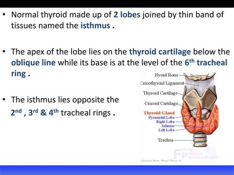 Surgical Anatomy Of Thyroid Gland Pptx