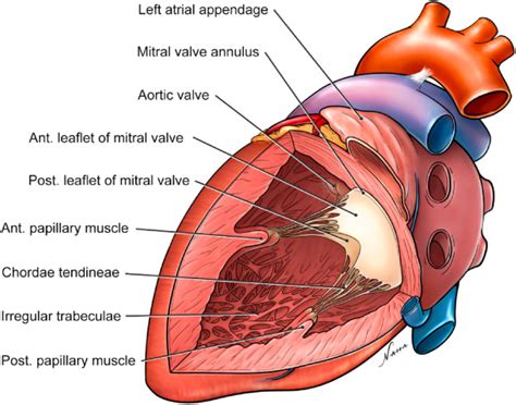 Internal Structure Of Left Atrium And Left Ventricle