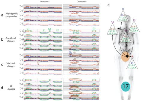 A Representative Sample Of Allele Specific Copy Number Data From