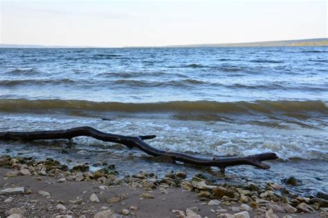 Premium Photo A Fallen Tree Lies On The Beach In Front Of The Ocean