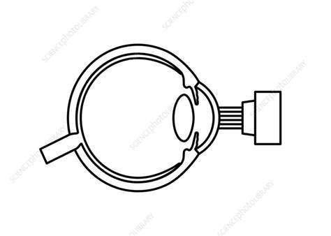 Laser Eye Surgery Illustration Stock Image F0438029 Science