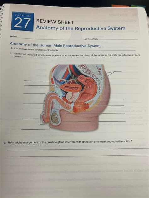 Answered Anatomy Of The Human Male Reproductive… Bartleby