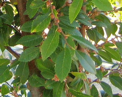 Everclear® Lacebark Elm Shade Trees Mcmakin Farms