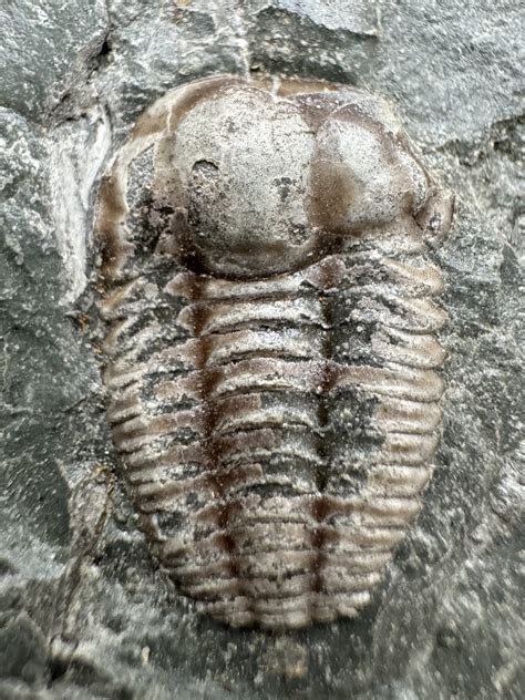 Trilobite Identification Fossil Id The Fossil Forum