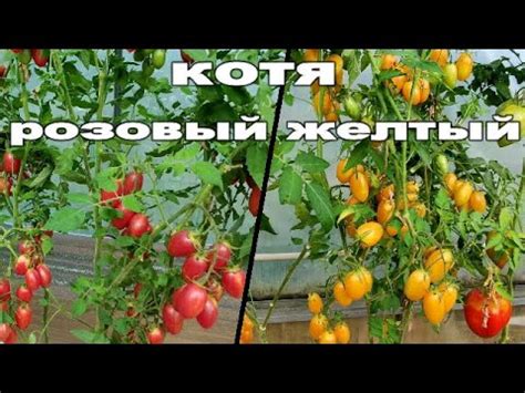 🍅🍅ТОМАТ КОТЯ РОЗОВЫЙ и ТОМАТ КОТЯ ЖЕЛТЫЙ. Очень урожайные и вкусные ...