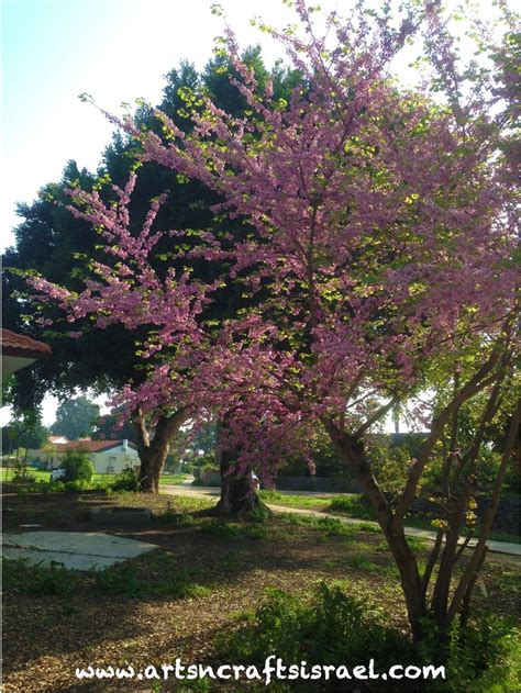 Best Trees And Flowers Of Israel Images On Pinterest Jerusalem Israel Holy Land And Flowers