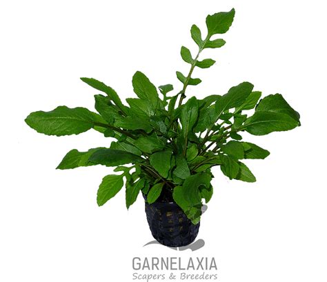 Rorippa Aquatica Pot Webshop Aquascaping Dwarf Shrimps And Small Fish