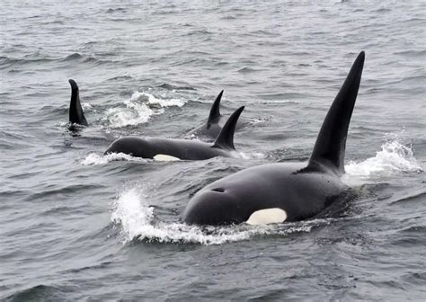 Killer Whale Habits Animalbehaviorcorner