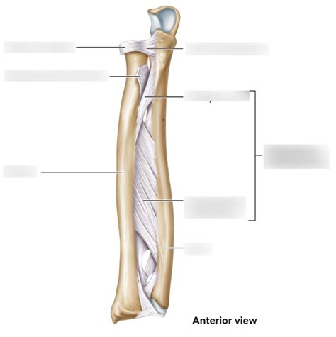 Radioulnar Syndesmosis Diagram Quizlet