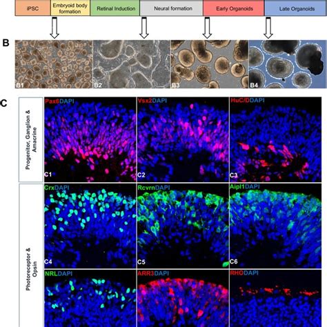 Retinal Organoids Differentiation And Characterization A Schematic