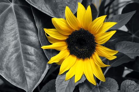 무료 사진 조명 흑백 공장 꽃 여름 자연 해바라기 꽃잎
