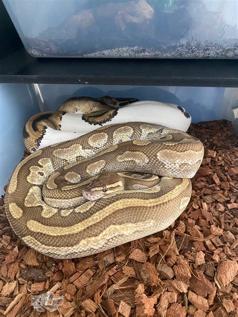 Red Eye Leucistic Ball Python Ball Pythons MorphMarket Reptile Community