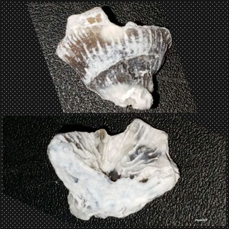 Agatized Fossil Shell Fossil Tampa Bay Florida Shells