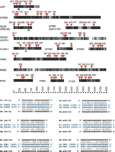 Potential Mirna Target Sites In The 39 Utrs Of Selected Genes