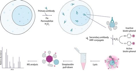 Exploring The Spatial Landscape Of The Estrogen Receptor Proximal Proteome With Antibody Based