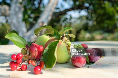 여름 정원에서 테이블에 가까운 측면보기는 사과 자두 Viburnum 전체 장면따뜻한 햇빛 나무 줄기와 나뭇가지로 구성된 갓 뽑아 과일의 그룹입니다 0명에 대한 스톡 사진 및