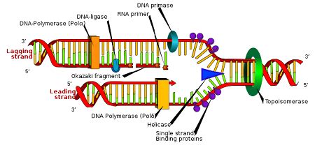 DNA Replication Fork Overview Functions Lesson Study Com