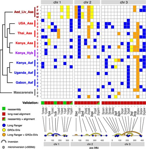 Two Structural Variant Callers Were Implemented On The Same Linked Read Download Scientific