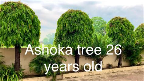 Ashoka Tree Polyalthia Lonolia False Ashoka Tree Mast Tree 4