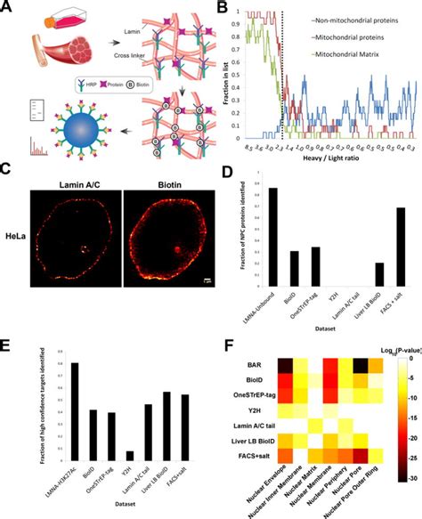 Biotinylation By Antibody Recognition A Method For Proximity Labeling Pmc