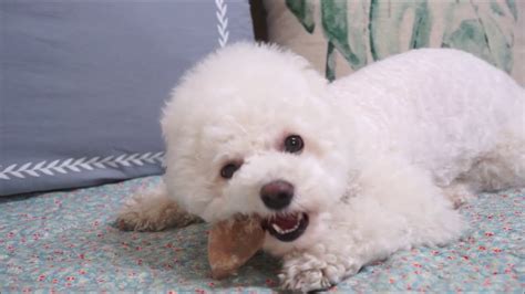 비숑 돼지귀 먹방 Asmr Youtube