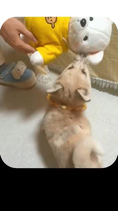 خونه‌ی جدیدِ سگ و عروسکشداستان Youtube