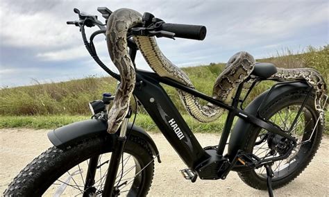 Another Use For E Bikes Python Hunting In The Florida Everglades Yahoo Sports